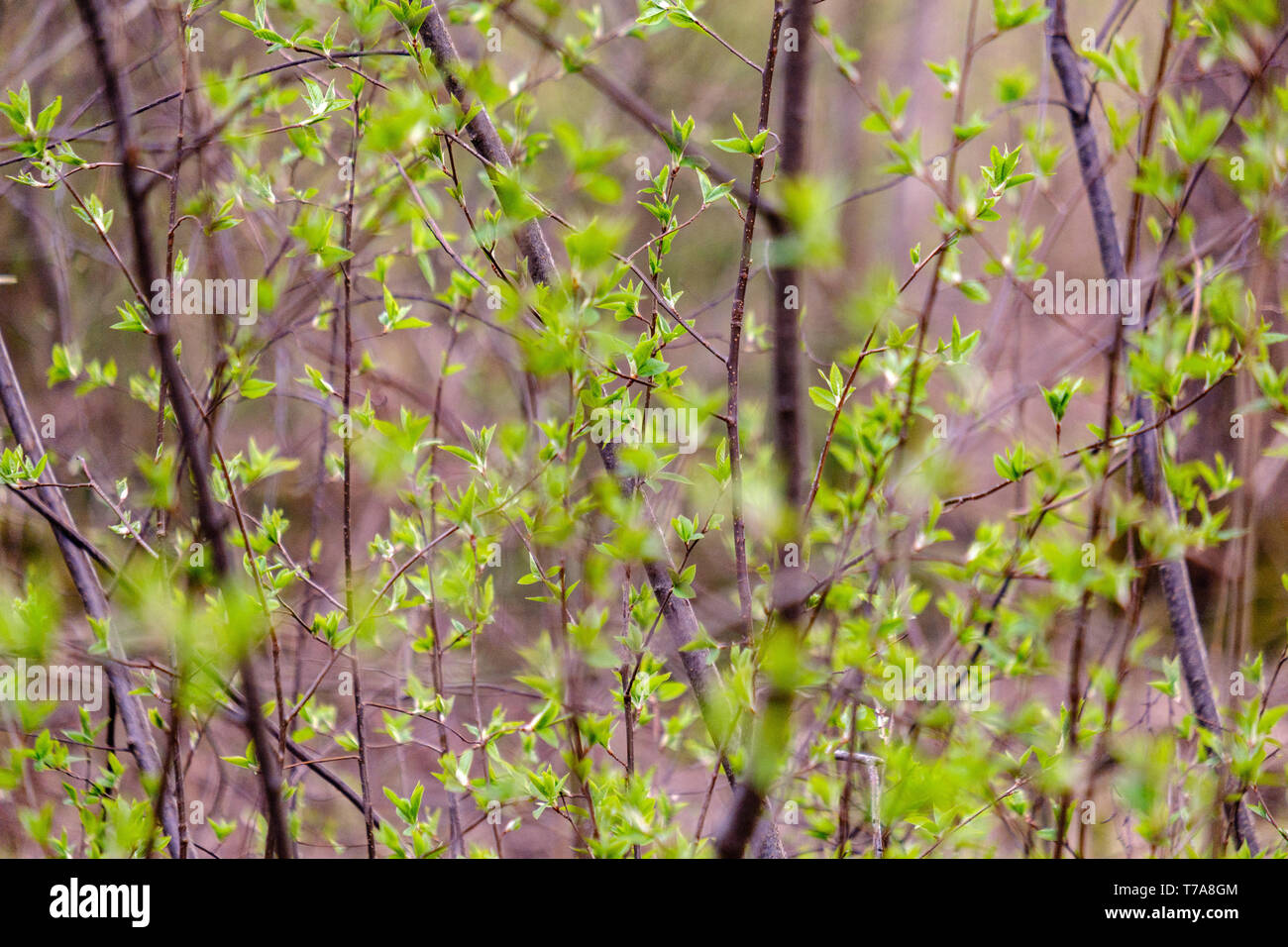 first fresh green leaves on trees in spring. foliage Stock Photo - Alamy