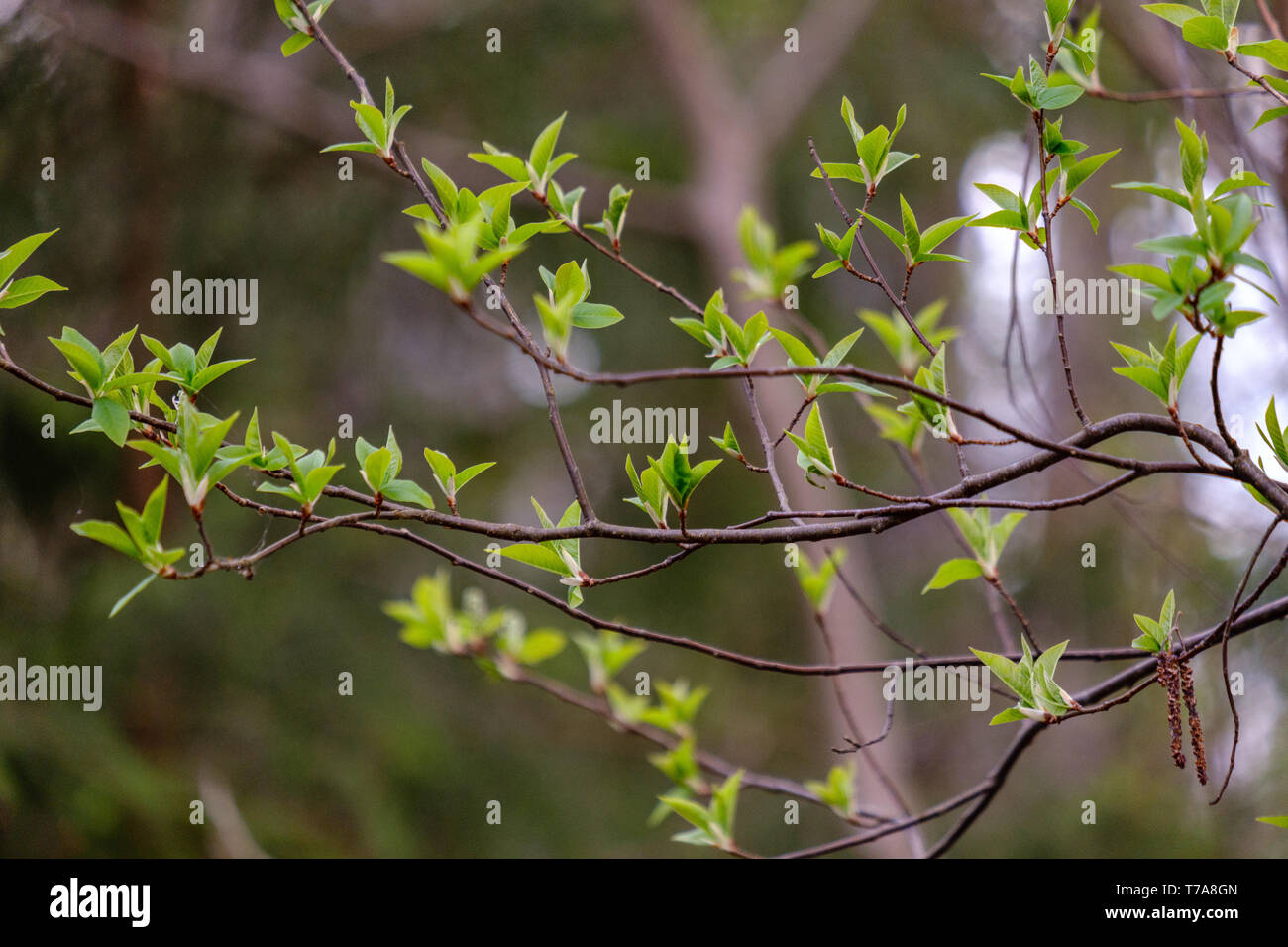 first fresh green leaves on trees in spring. foliage Stock Photo - Alamy