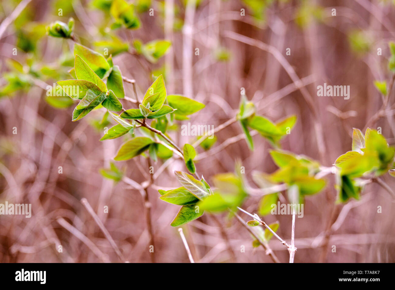 first fresh green leaves on trees in spring. foliage Stock Photo - Alamy