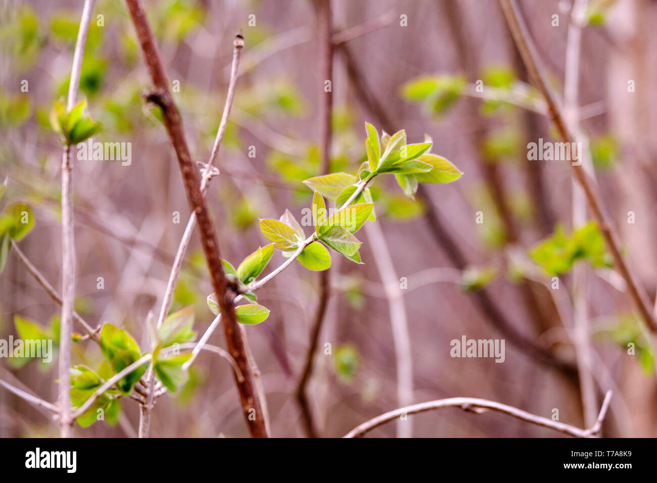 first fresh green leaves on trees in spring. foliage Stock Photo - Alamy