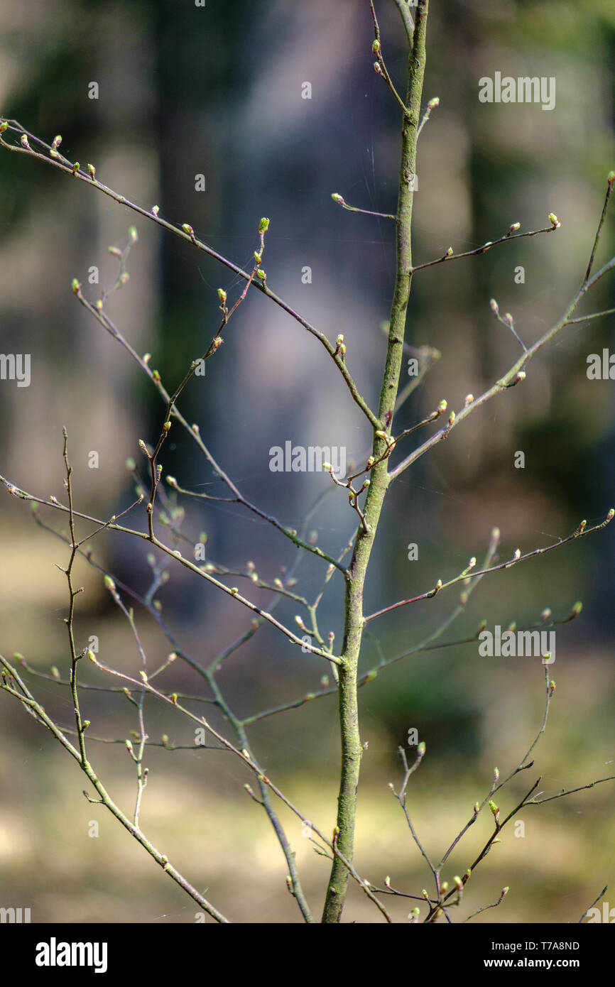 first fresh green leaves on trees in spring. foliage Stock Photo - Alamy
