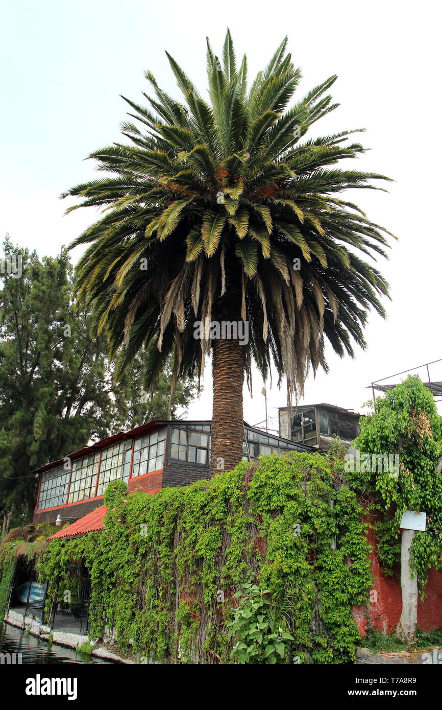Palm tree in Xochimilco district in Mexico city Stock Photo - Alamy