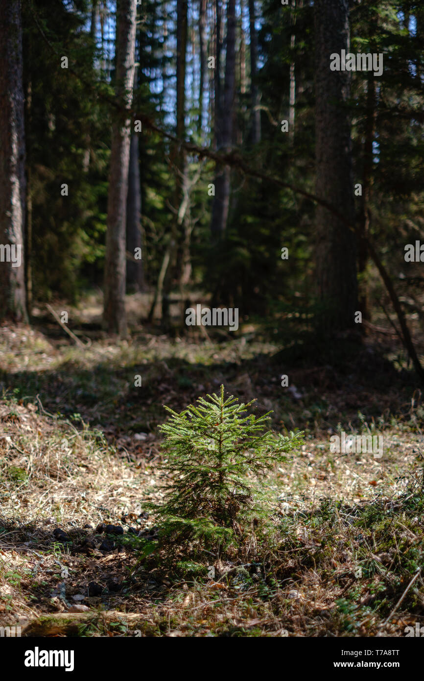 young fresh spring green spruce tree forest in sunny day with sun rays ...