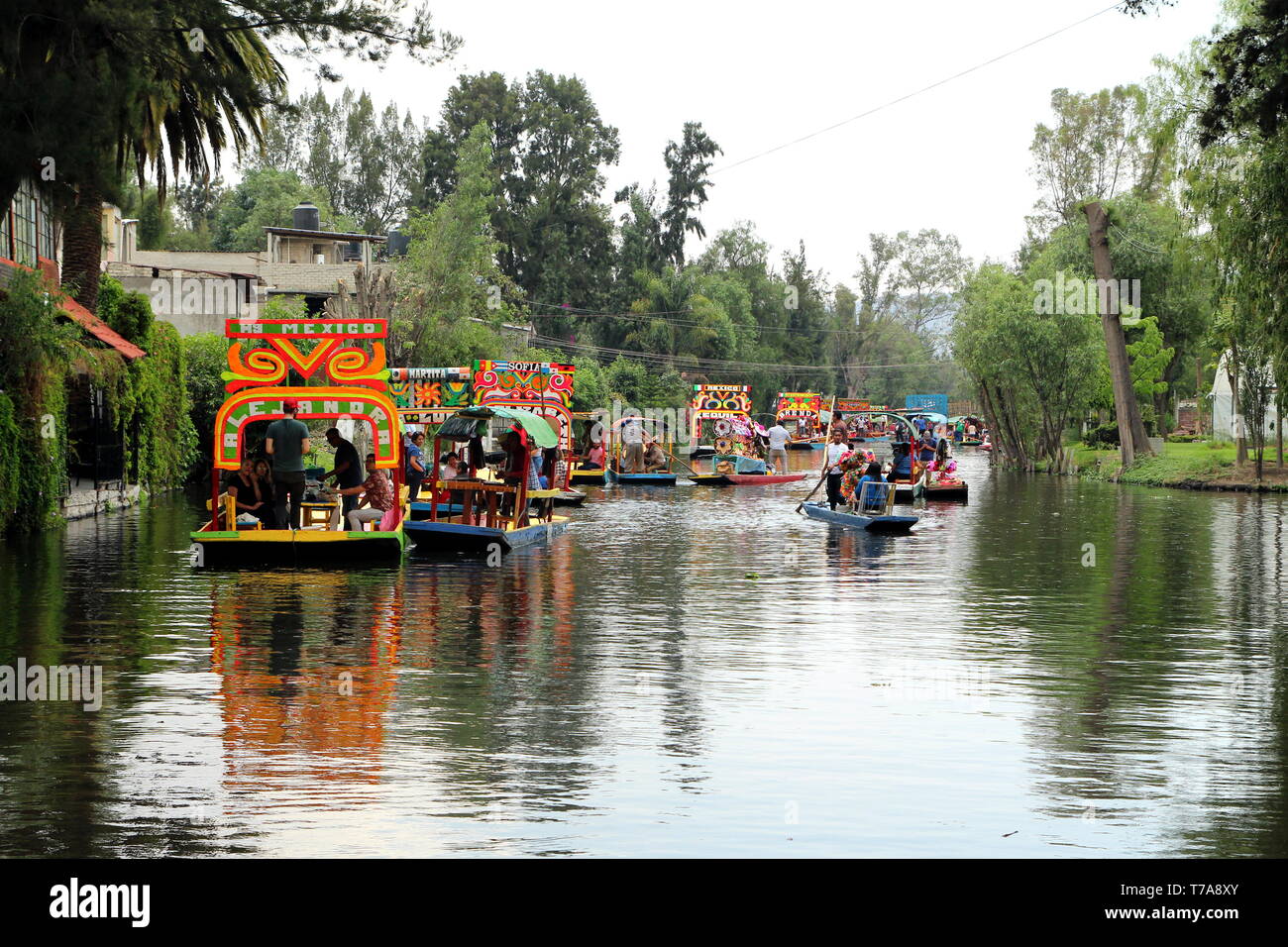 Axolotl mexico city lake hi-res stock photography and images - Alamy