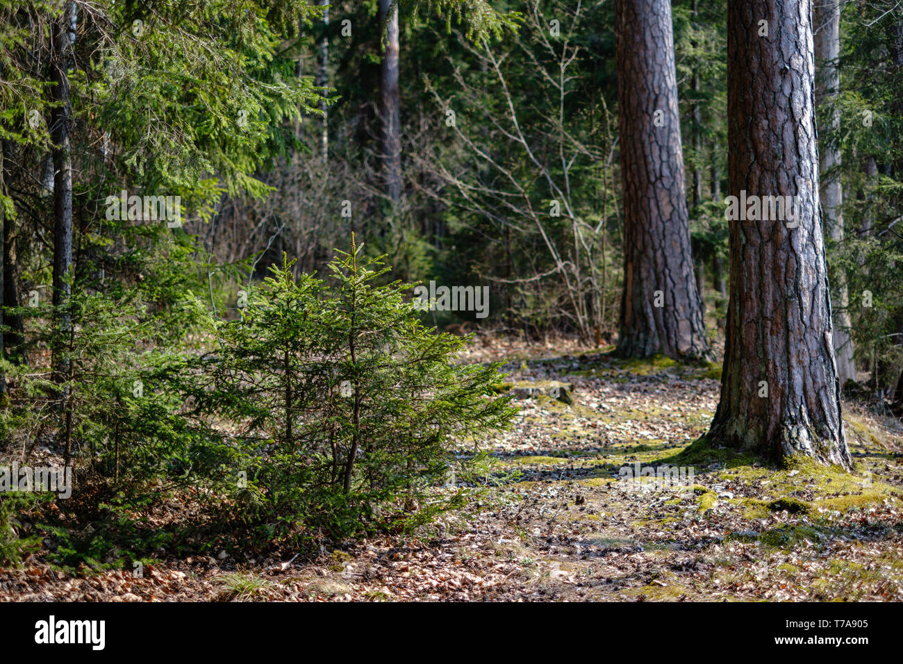 young fresh spring green spruce tree forest in sunny day with sun rays ...