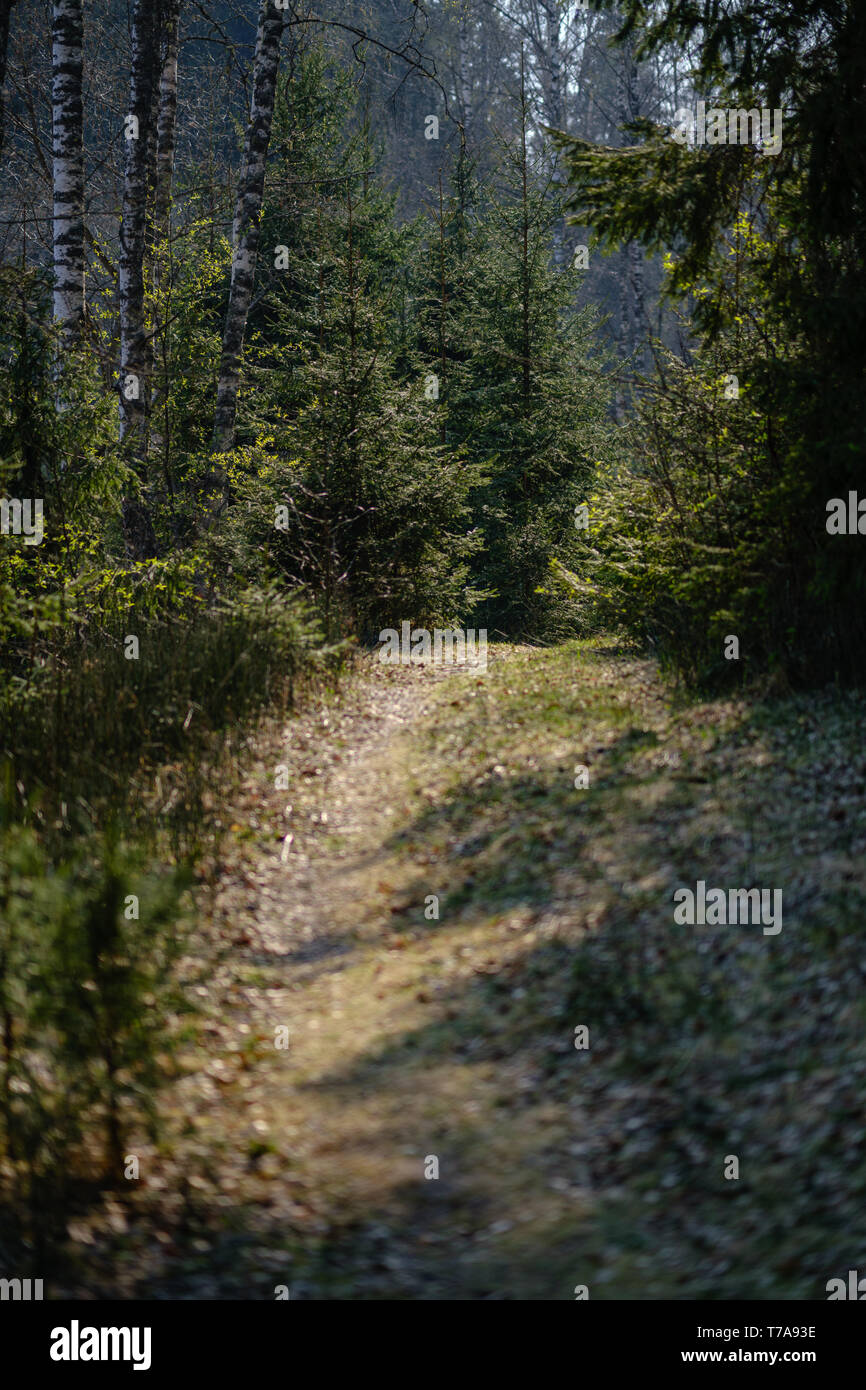 empty gravel dust road in forest with sun rays and shadows. early ...