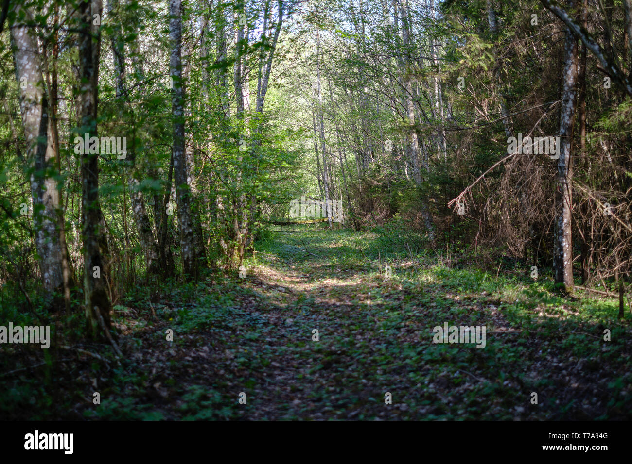 empty gravel dust road in forest with sun rays and shadows. early ...