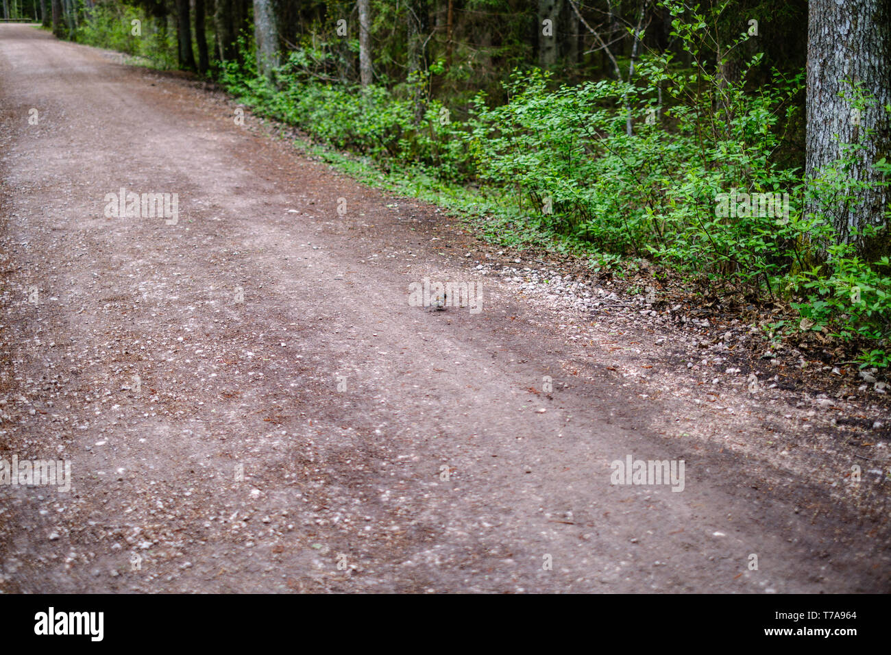 empty gravel dust road in forest with sun rays and shadows. early ...