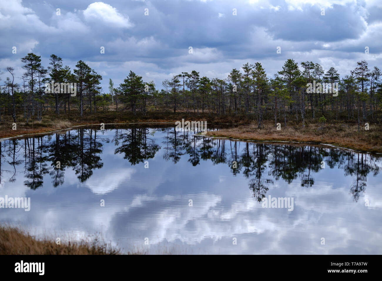 swamp lakes with reflections of blue sky and clouds in National Nature ...