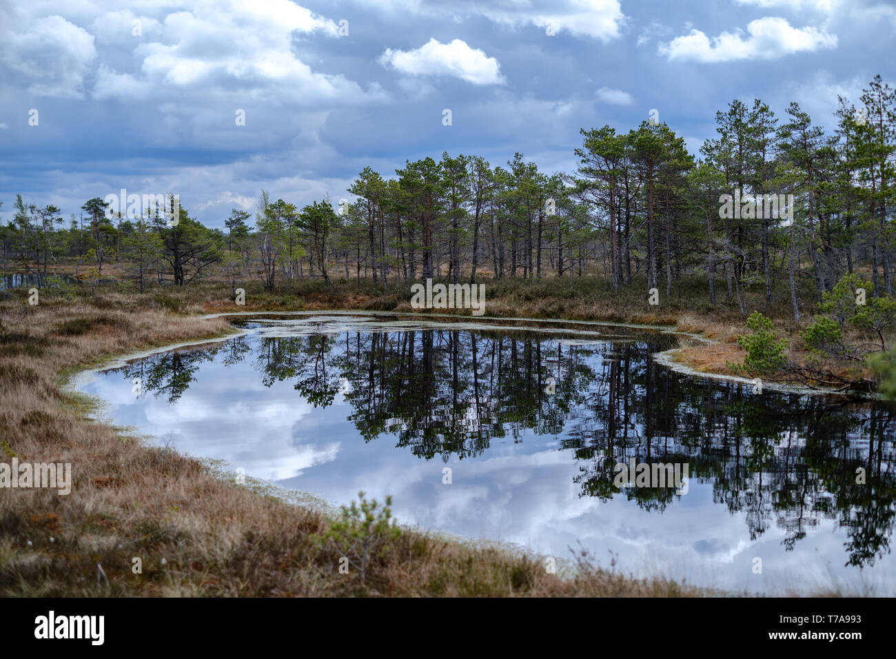 swamp lakes with reflections of blue sky and clouds in National Nature ...