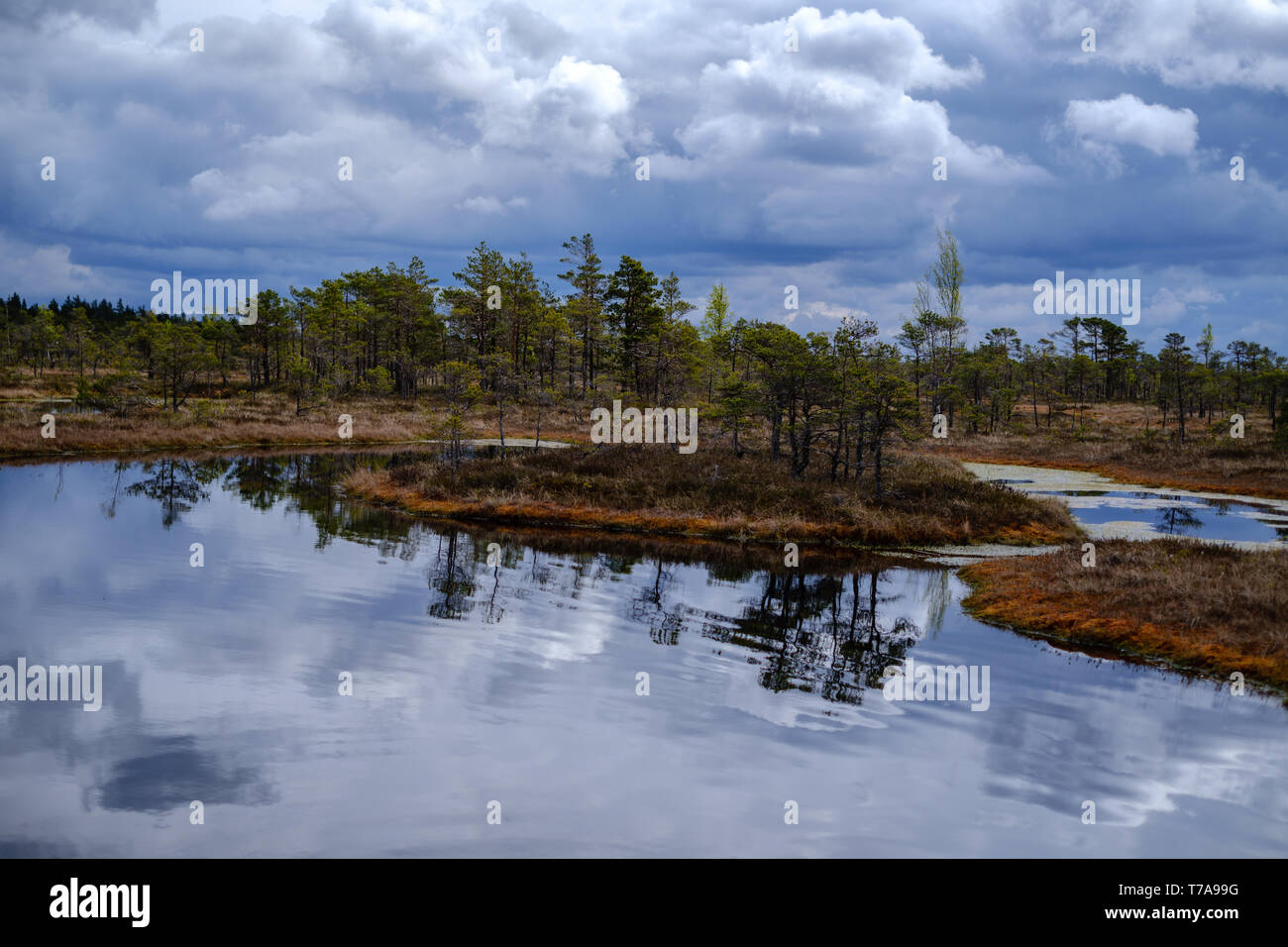 swamp lakes with reflections of blue sky and clouds in National Nature ...