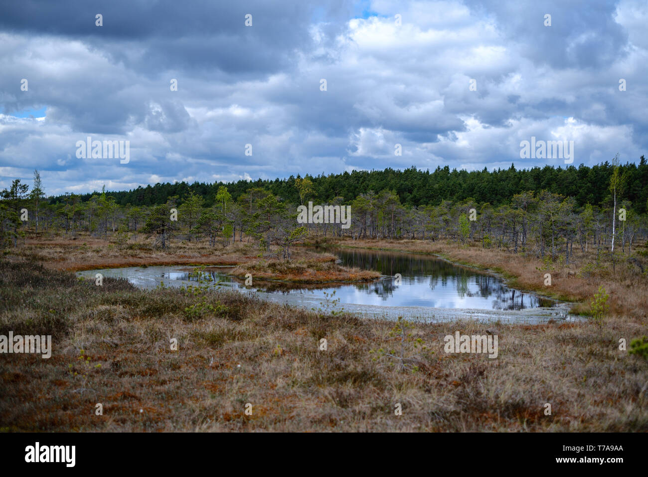 swamp lakes with reflections of blue sky and clouds in National Nature ...