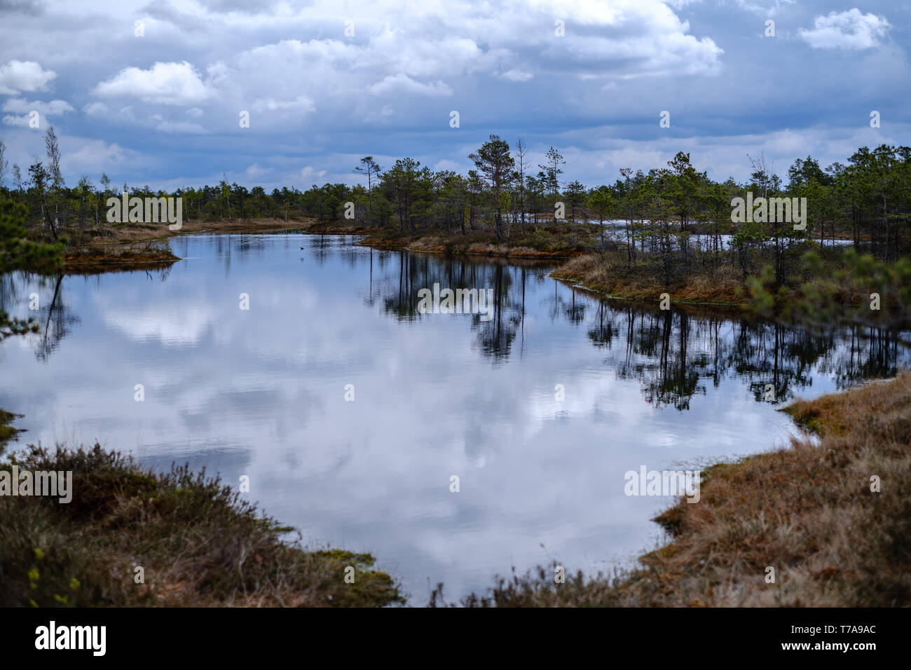 swamp lakes with reflections of blue sky and clouds in National Nature ...