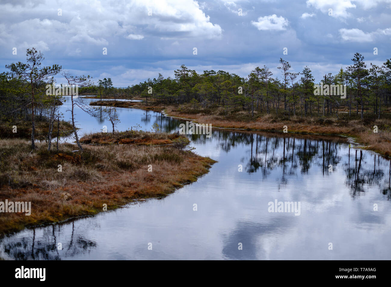 swamp lakes with reflections of blue sky and clouds in National Nature ...