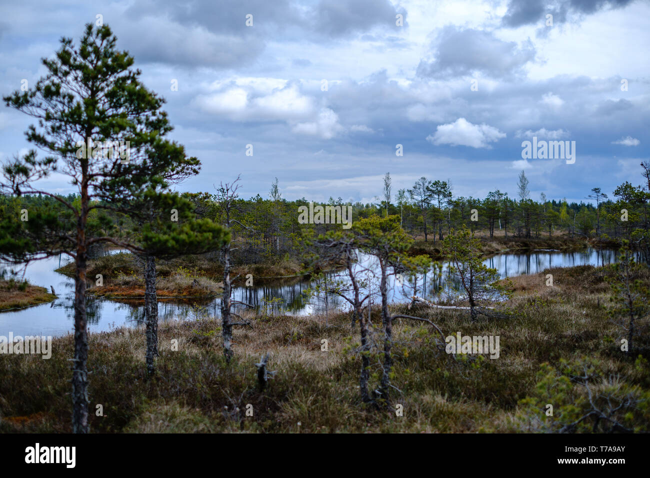 swamp lakes with reflections of blue sky and clouds in National Nature ...
