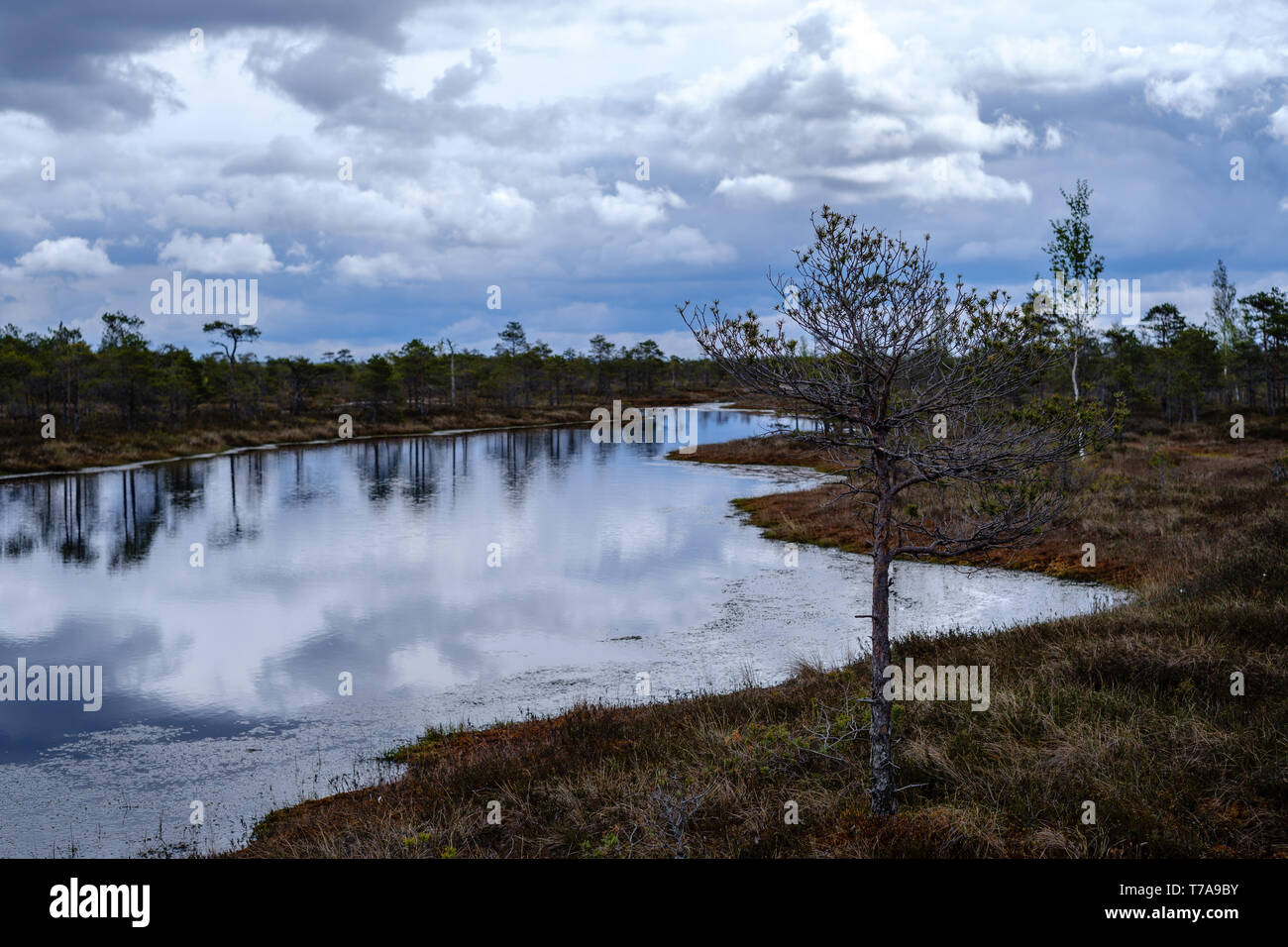 swamp lakes with reflections of blue sky and clouds in National Nature ...