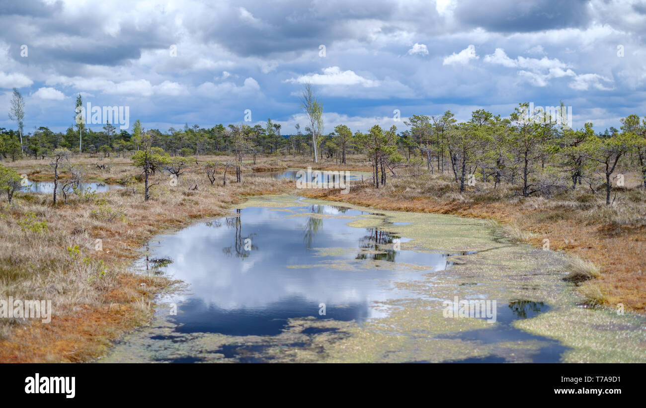 swamp lakes with reflections of blue sky and clouds in National Nature ...