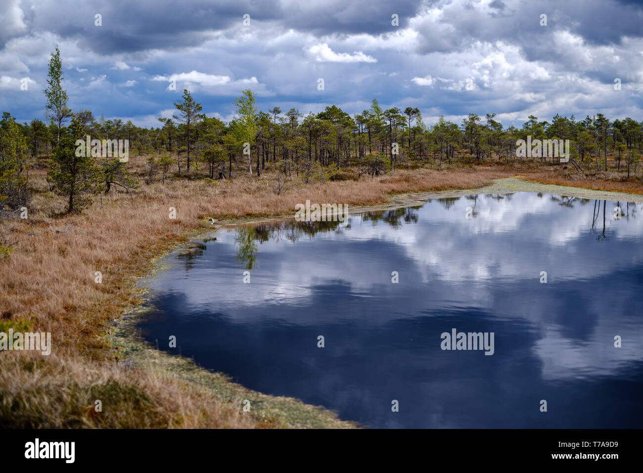 swamp lakes with reflections of blue sky and clouds in National Nature ...