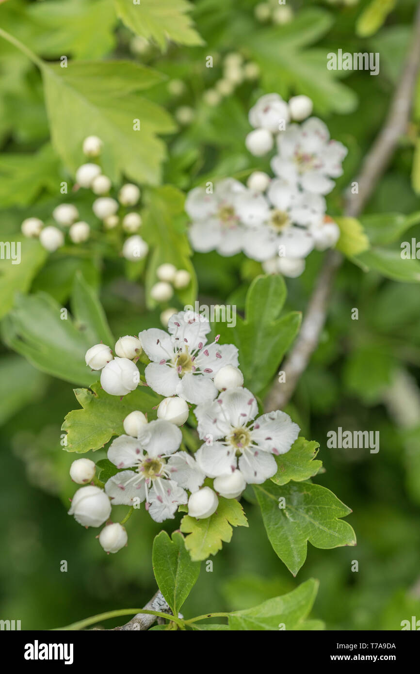 White flowers & flower buds Common Hawthorn tree / Crataegus monogyna ...