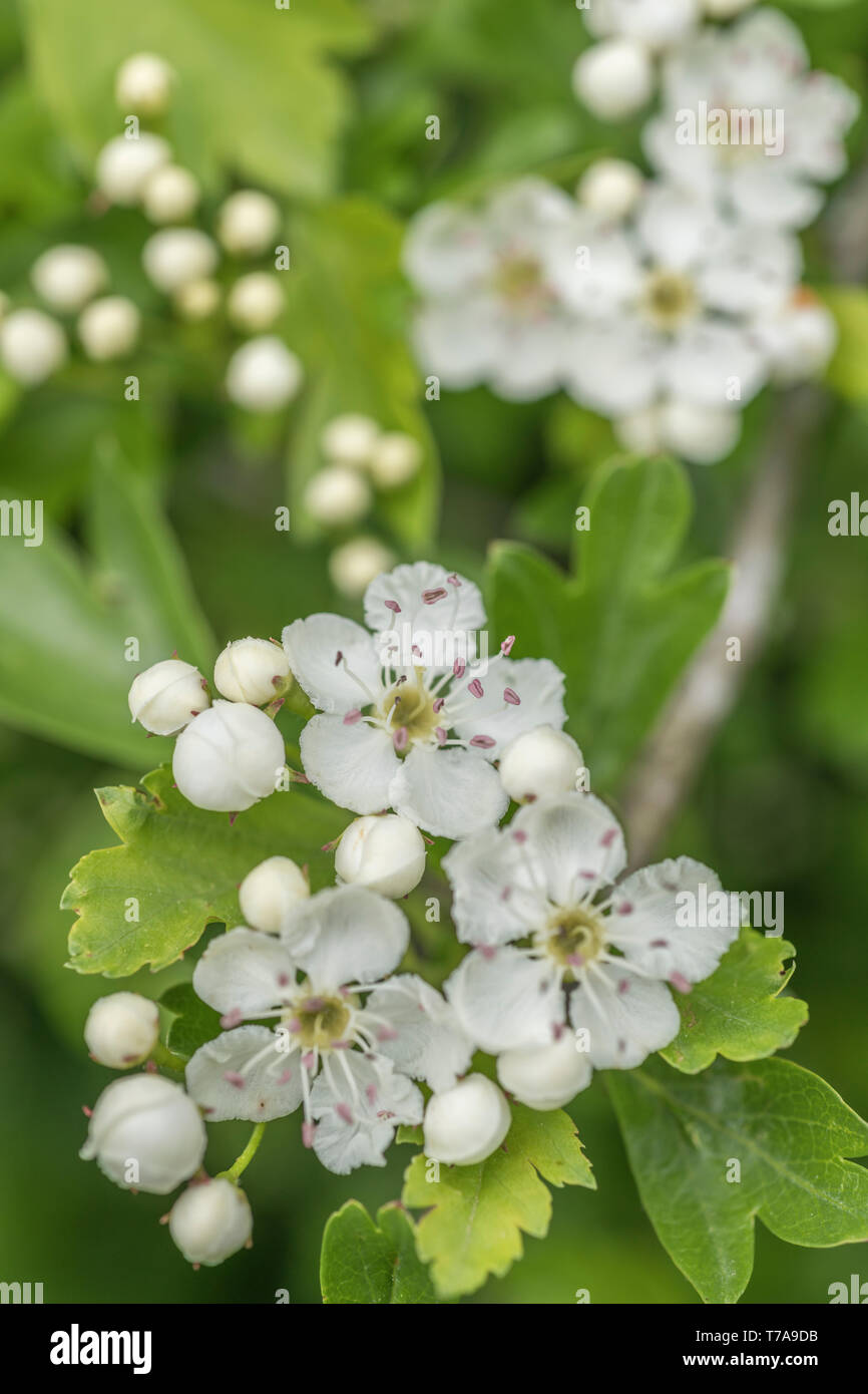 épine blanche hi-res stock photography and images - Alamy
