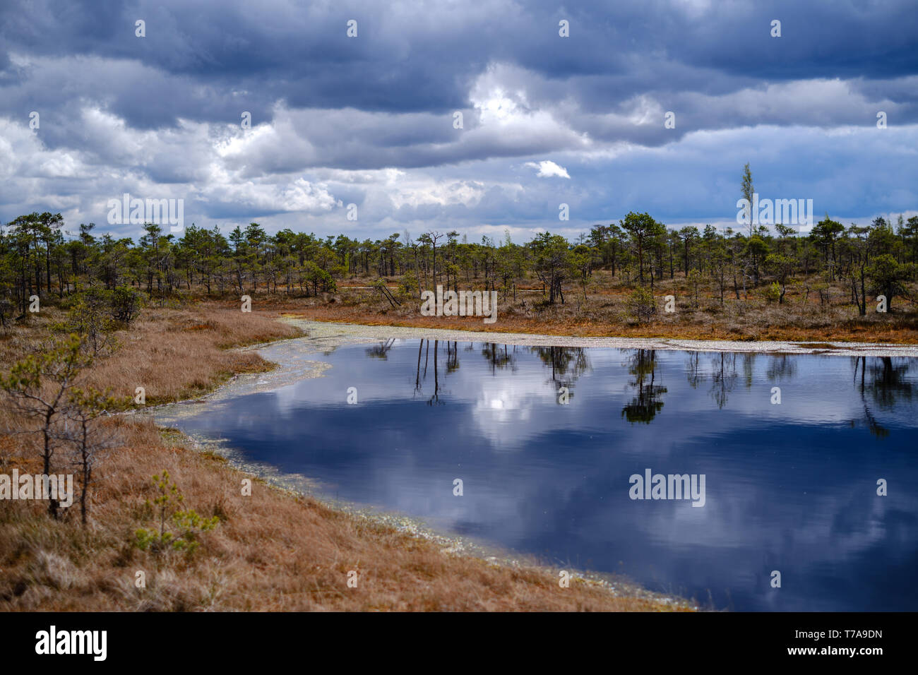 swamp lakes with reflections of blue sky and clouds in National Nature ...