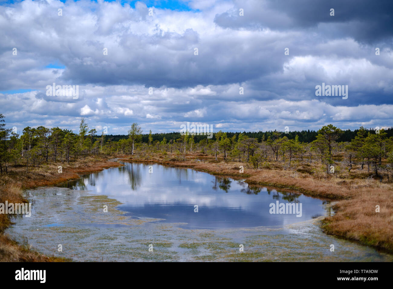 swamp lakes with reflections of blue sky and clouds in National Nature ...