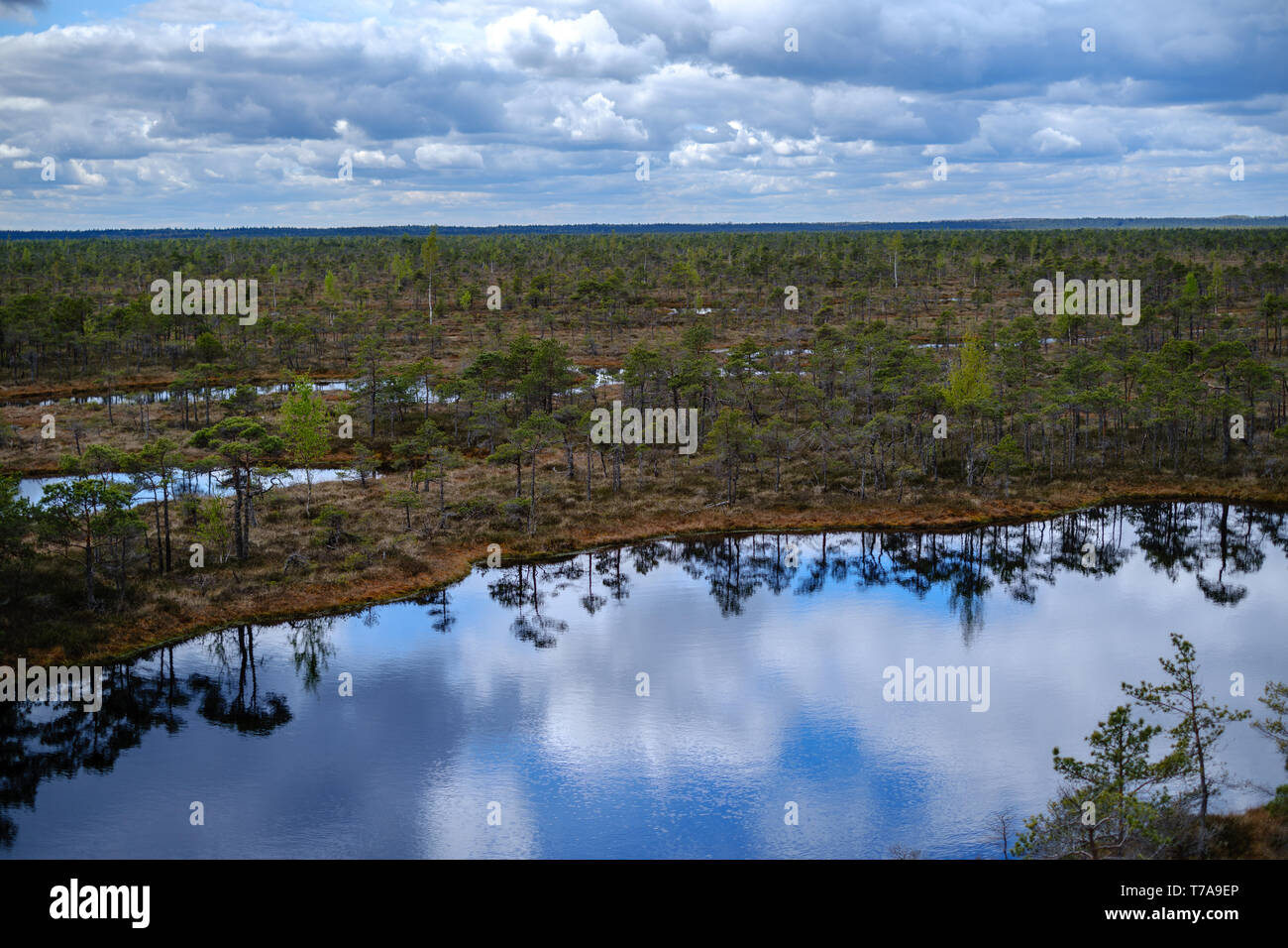 swamp lakes with reflections of blue sky and clouds in National Nature ...