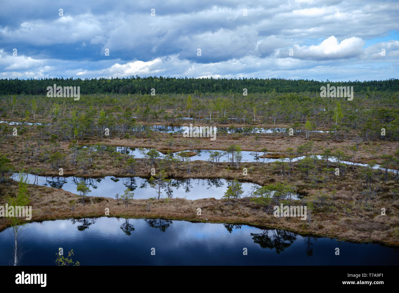 swamp lakes with reflections of blue sky and clouds in National Nature ...