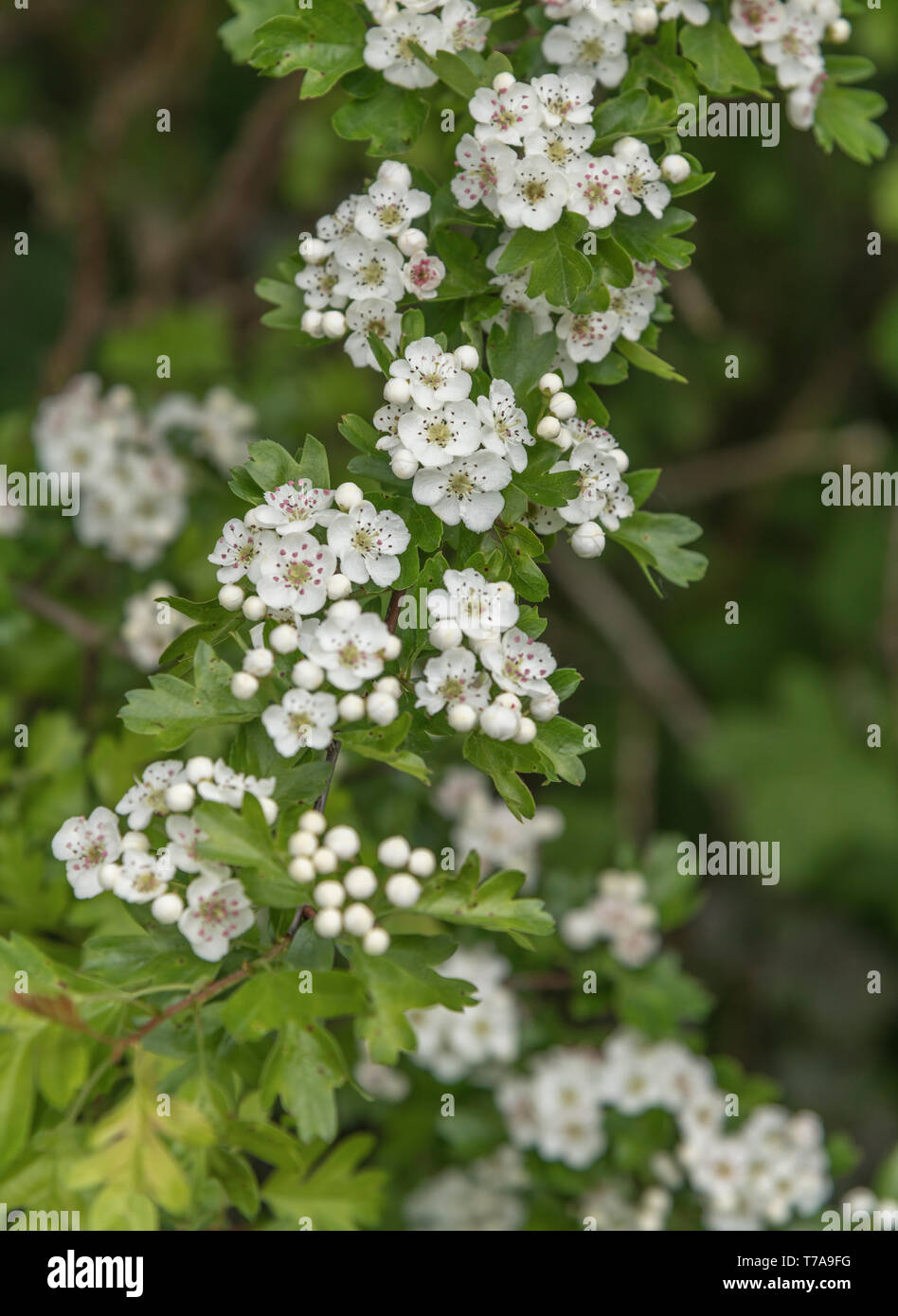 White flowers & flower buds Common Hawthorn tree / Crataegus monogyna ...