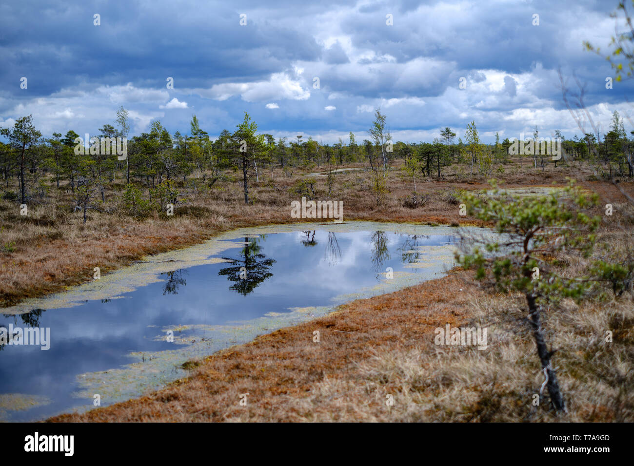 swamp lakes with reflections of blue sky and clouds in National Nature ...