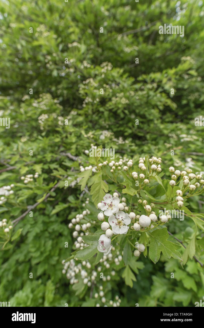 White flowers & flower buds Common Hawthorn tree / Crataegus monogyna ...