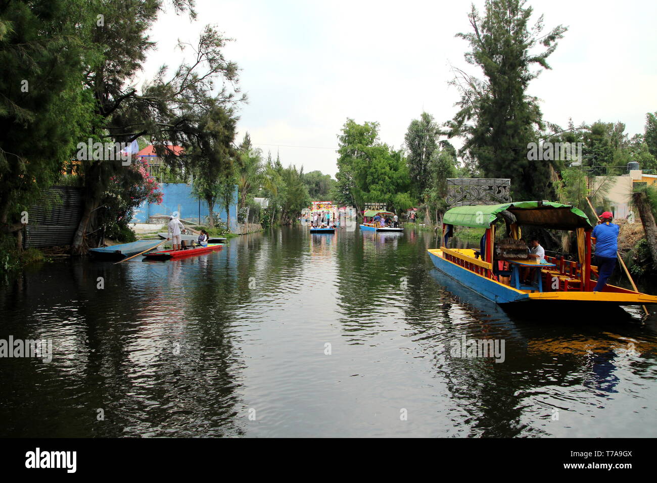 Axolotl mexico city lake hi-res stock photography and images - Alamy