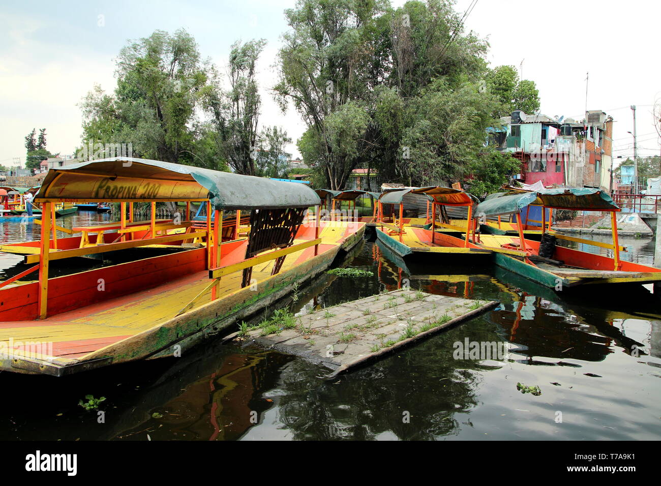 Axolotl mexico city lake hi-res stock photography and images - Alamy