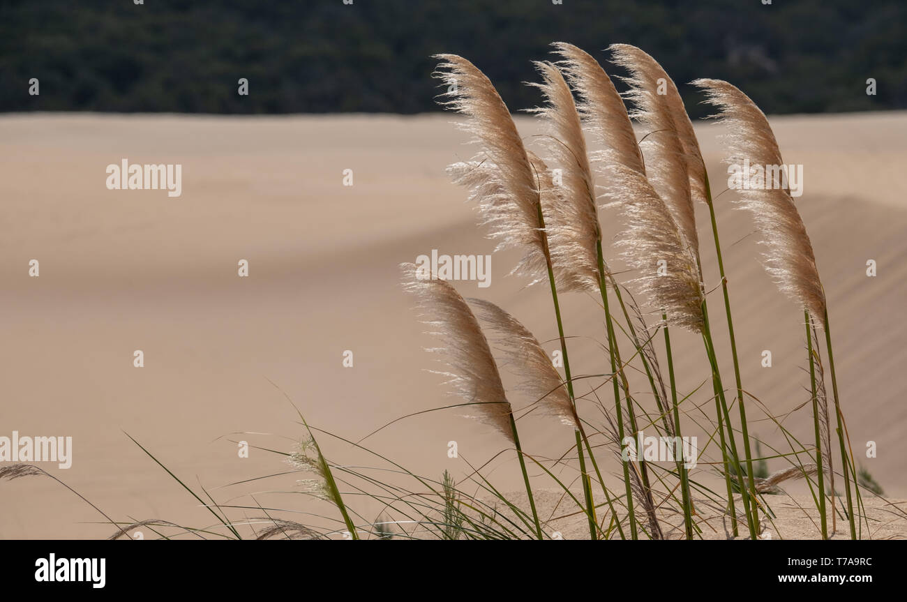 Pampas Grass Growing In The Sand At The Alexandria Coastal Dune Fields Near Addo Colchester On
