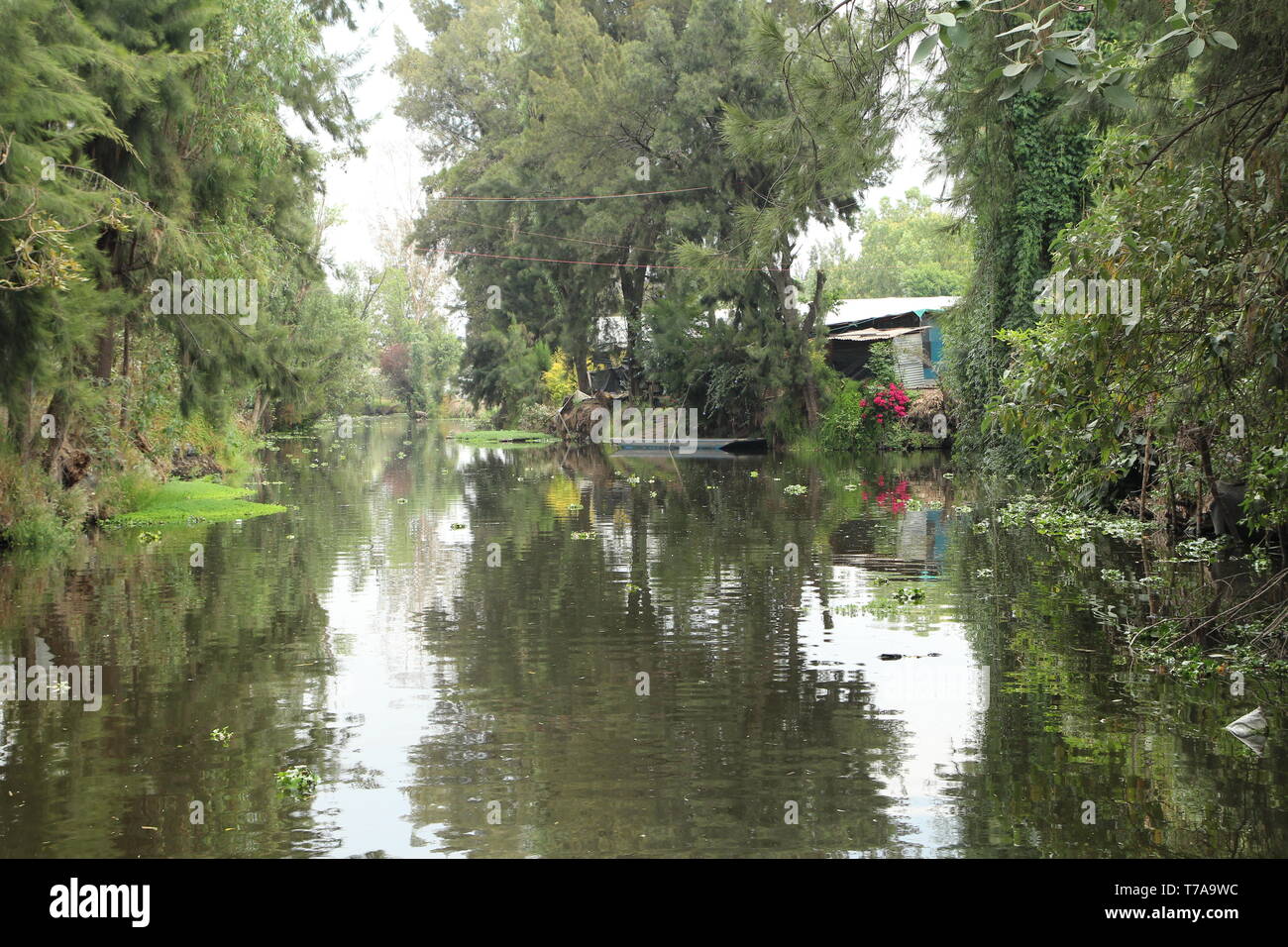 Xochimilco ecosystem hi-res stock photography and images - Alamy