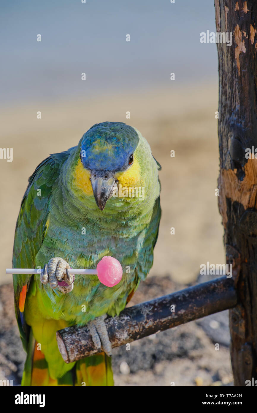 blue-fronted parrot is eating a lollipop at the beach in Spain Stock ...