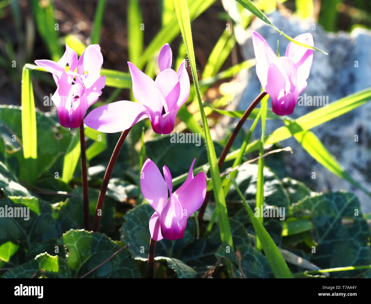 Wild Cyclamen Bloom in the Forest. Israeli Winter Stock Photo - Alamy