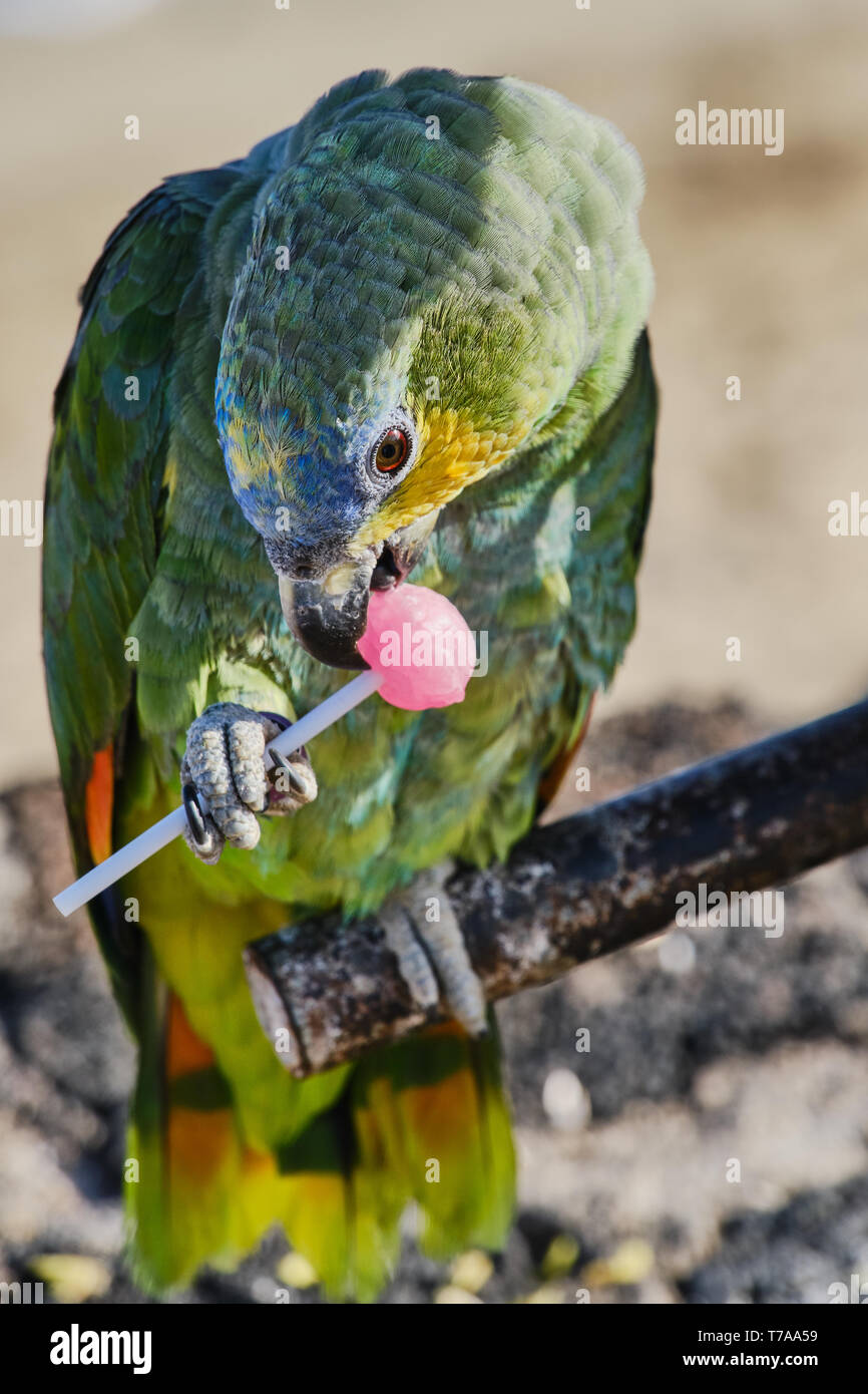 blue-fronted parrot is eating a lollipop at the beach in Spain Stock ...