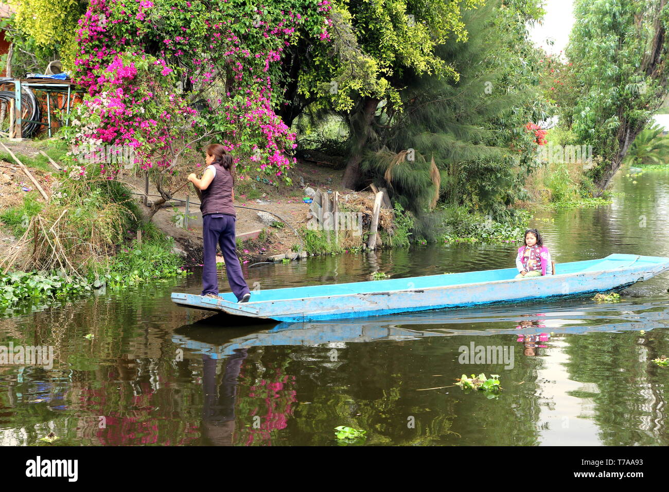Axolotl mexico city lake hi-res stock photography and images - Alamy