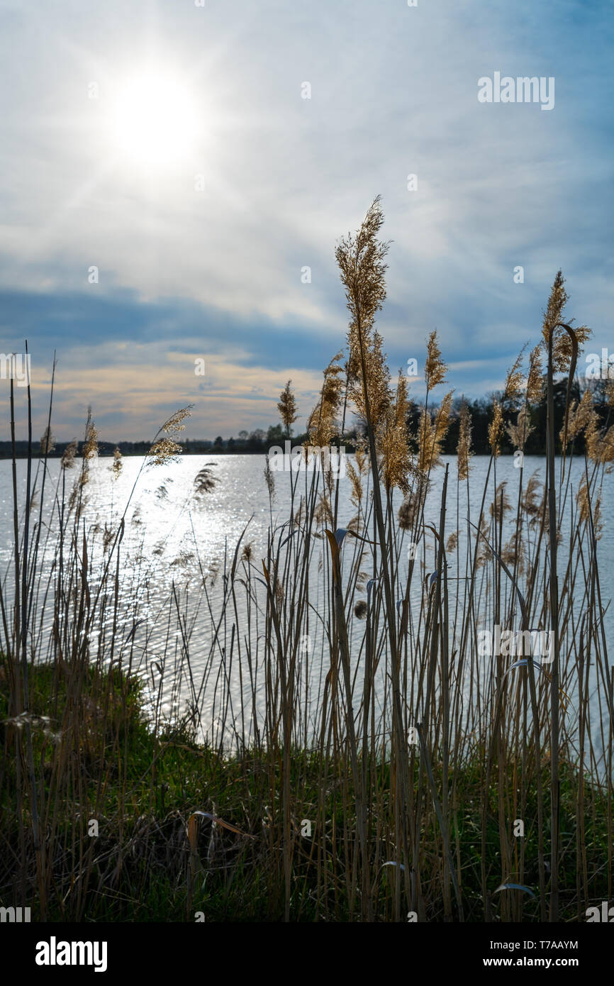 Dry grass silhouettes. Pond shore. Blue sky. Sun beams in white cloud ...