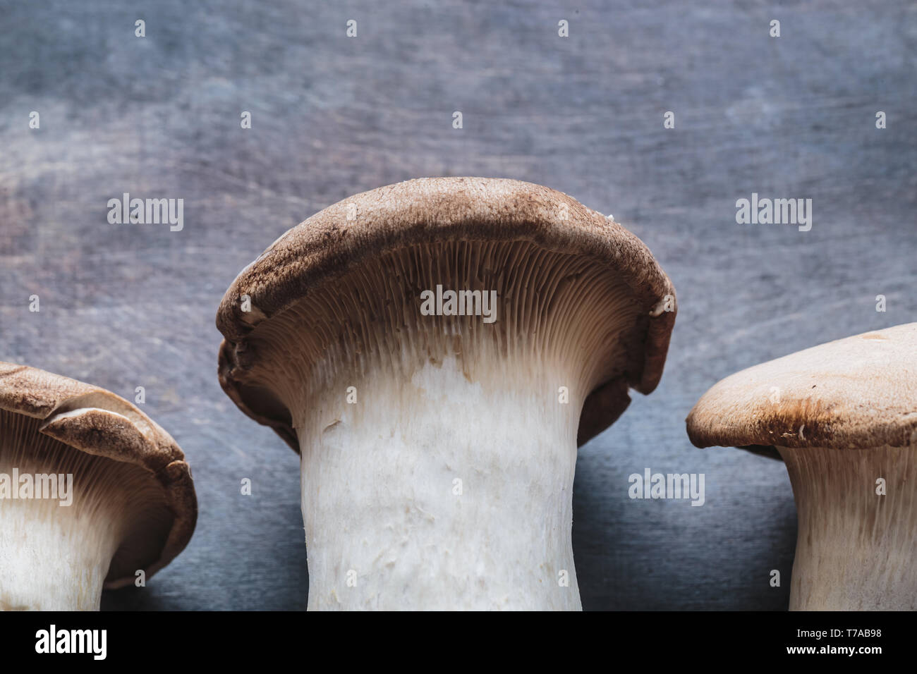 Close view of King oyster mushroom, Pleurotus eryngii, on dark ...