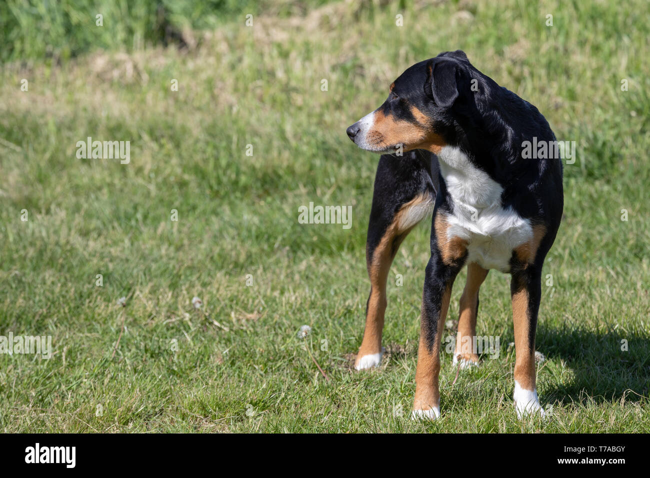 Appenzeller Sennenhund. The dog is standing in the park in spring ...