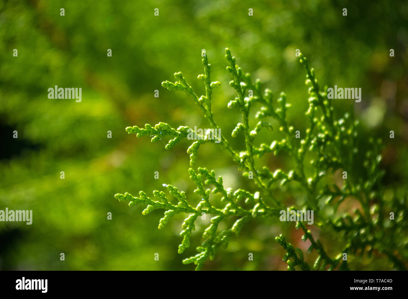 Incense cedar tree Calocedrus decurrens branch close up. Thuja cones ...