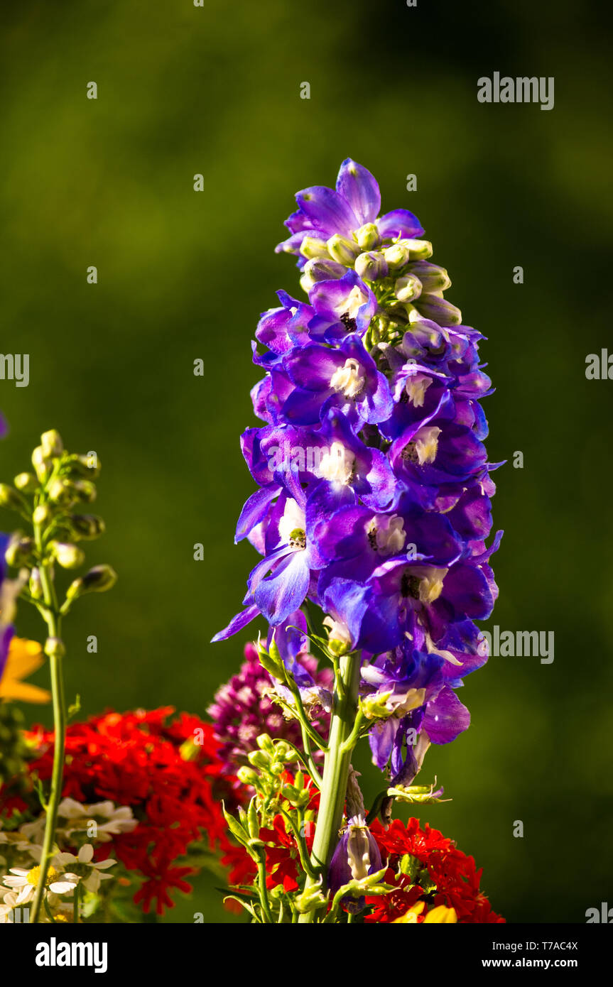 a colorful bouquet of bright spring flowers of various types, close-up ...