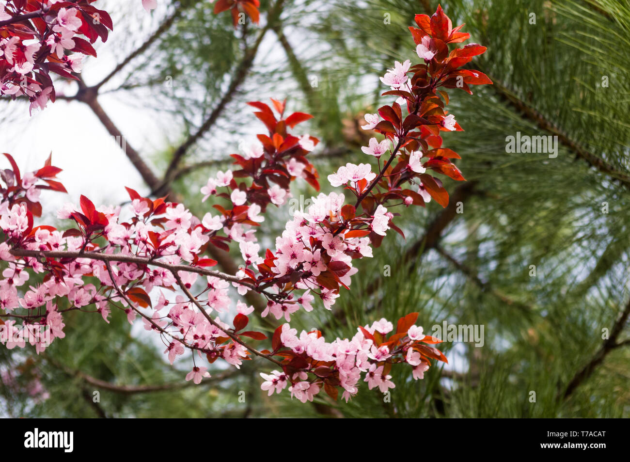 Background blooming beautiful pink cherries in raindrops on a sunny day ...