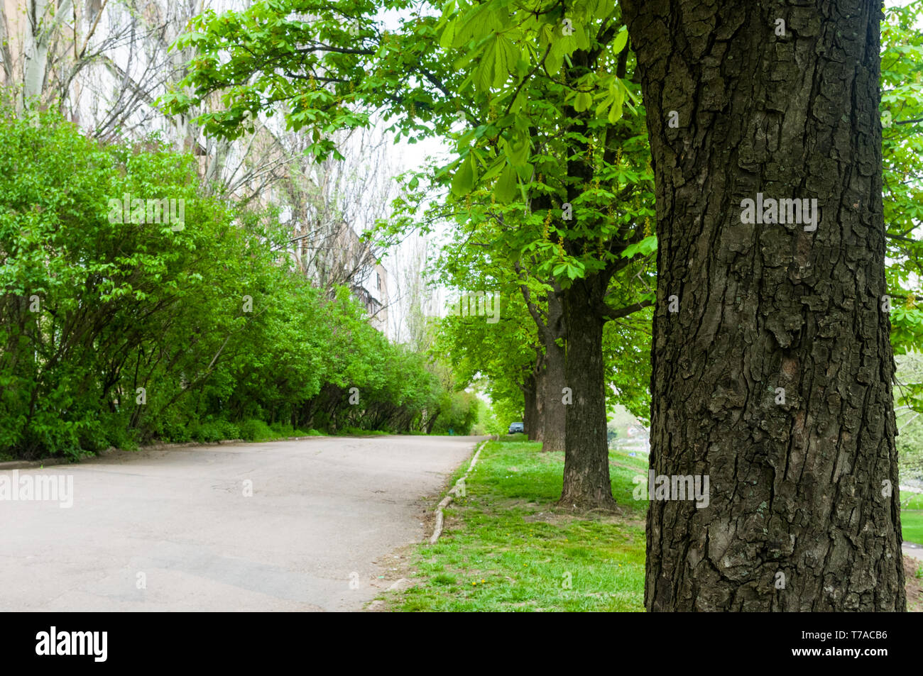 spring city Park - blooming flower and trees, bright green grass ...