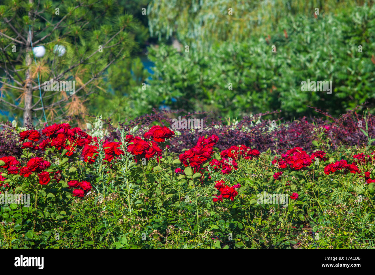 Red Rose flower on green background. Nature Stock Photo - Alamy