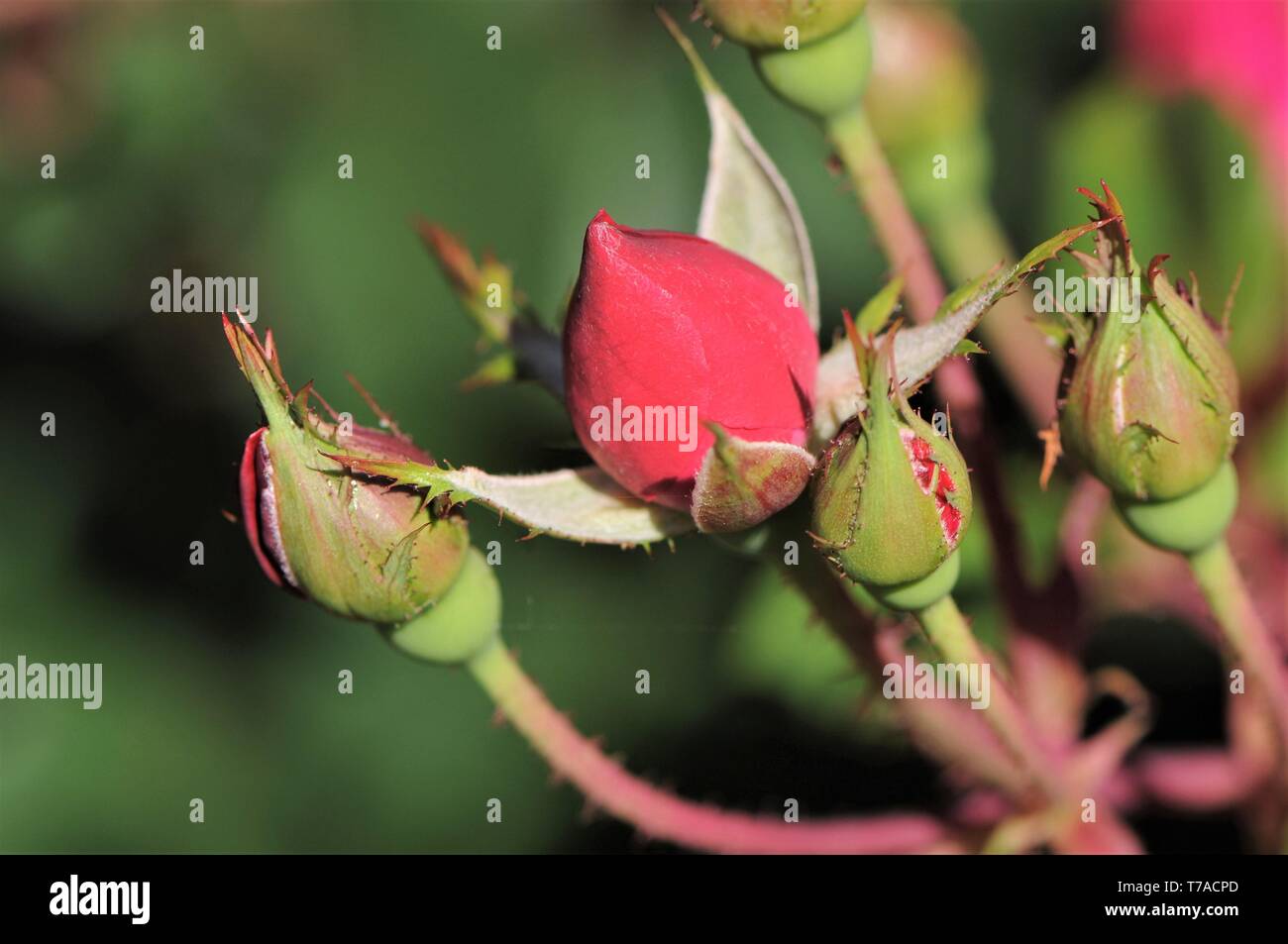 Beautiful red rose buds about to bloom Stock Photo - Alamy