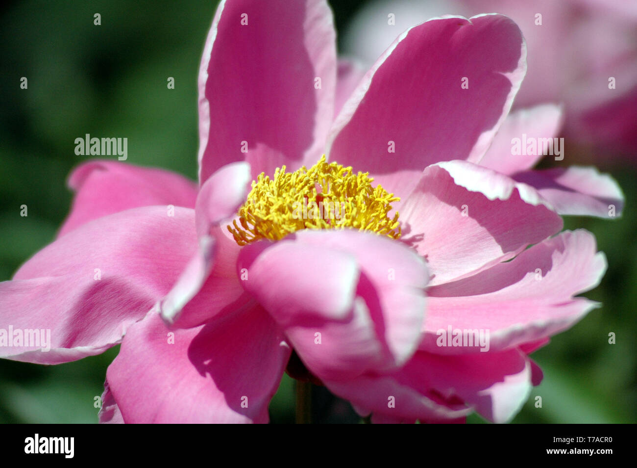 Paeonia lactiflora Pall Stock Photo - Alamy