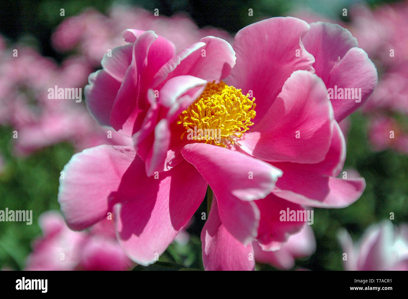 Paeonia lactiflora Pall Stock Photo - Alamy